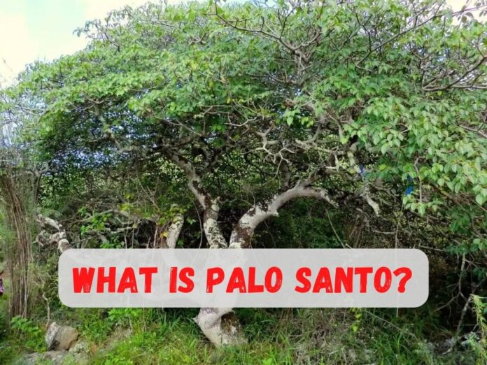 The Healing Properties of Palo Santo Sticks [Therapeutic Benefits]