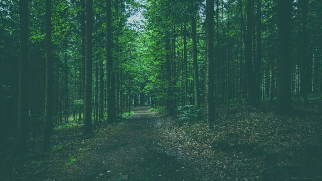 Top 15 German Forests You Need to Visit | Editorialge