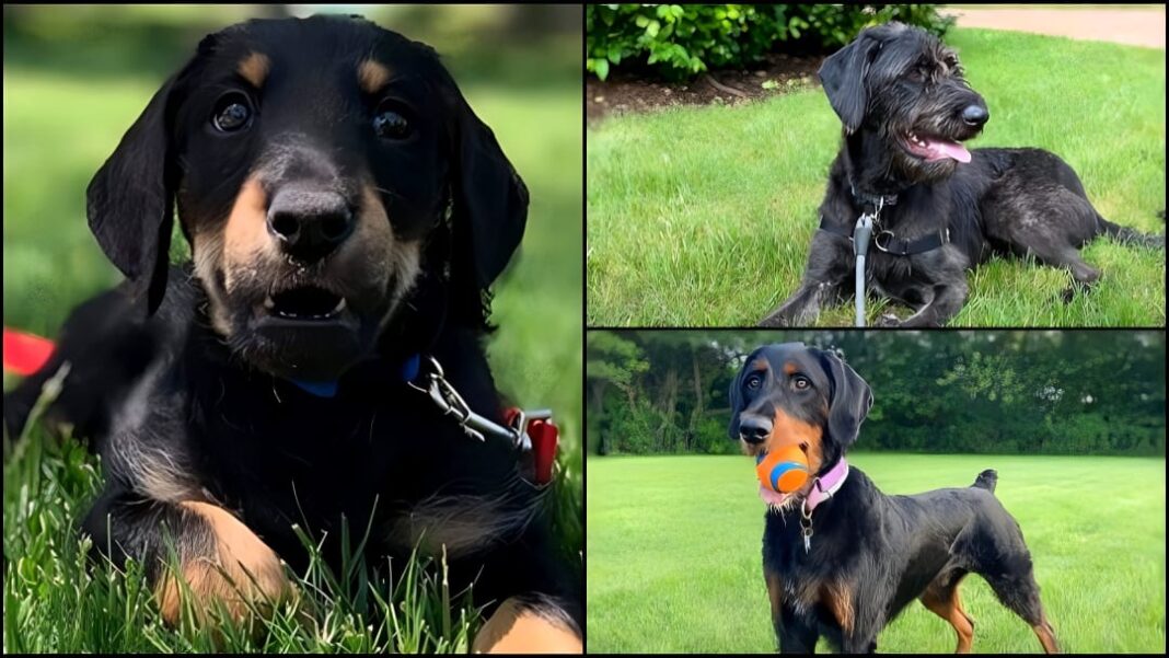 Top 20 Doberdoodle Training Tips, Origin, History & Physical Appearance