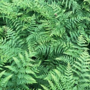 How to Create a Border Sanctuary with Native Ferns? | Editorialge