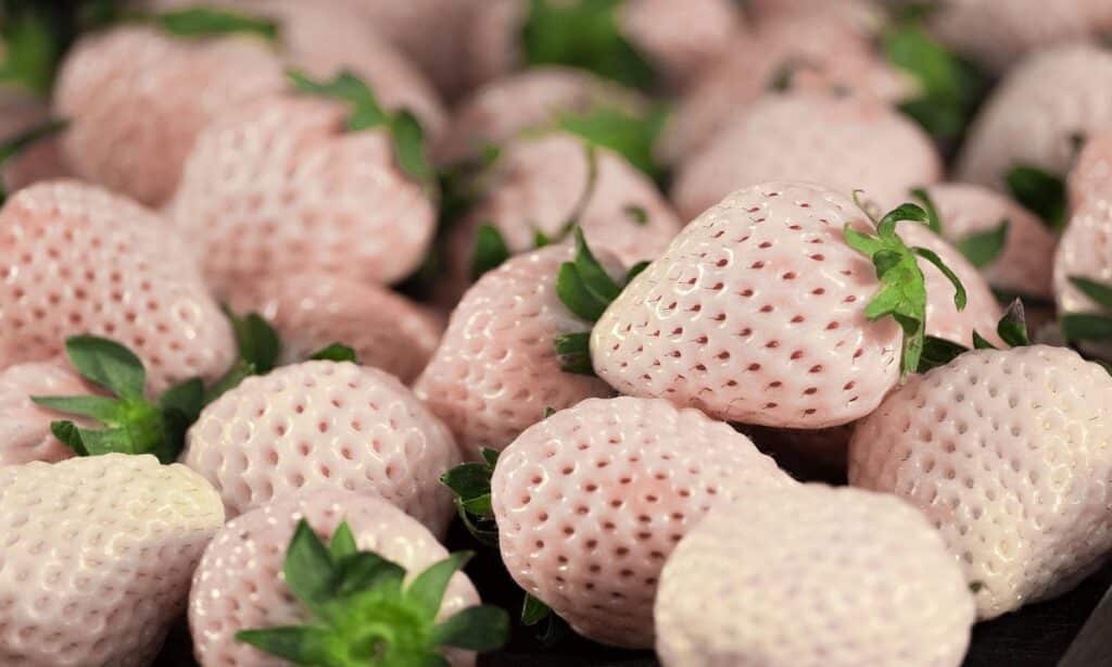 Exploring the 20 Most Expensive Fruits in The World