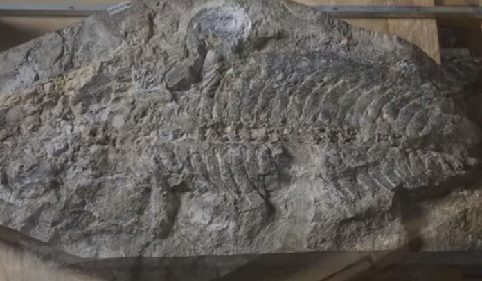 New Species of Giant Amphibian Discovered in Australia | Editorialge