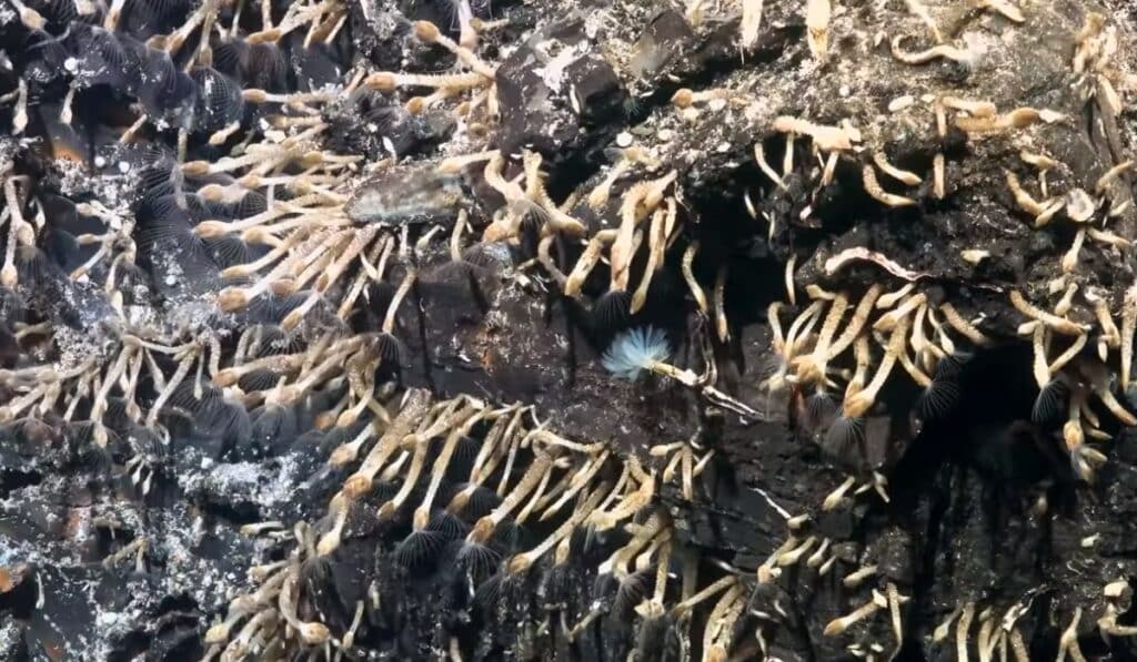 Scientists Discover New Ecosystem Beneath Earth's Seafloor | Editorialge