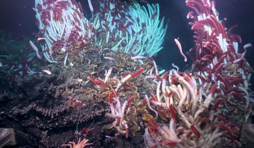 Scientists Discover New Ecosystem Beneath Earth's Seafloor | Editorialge