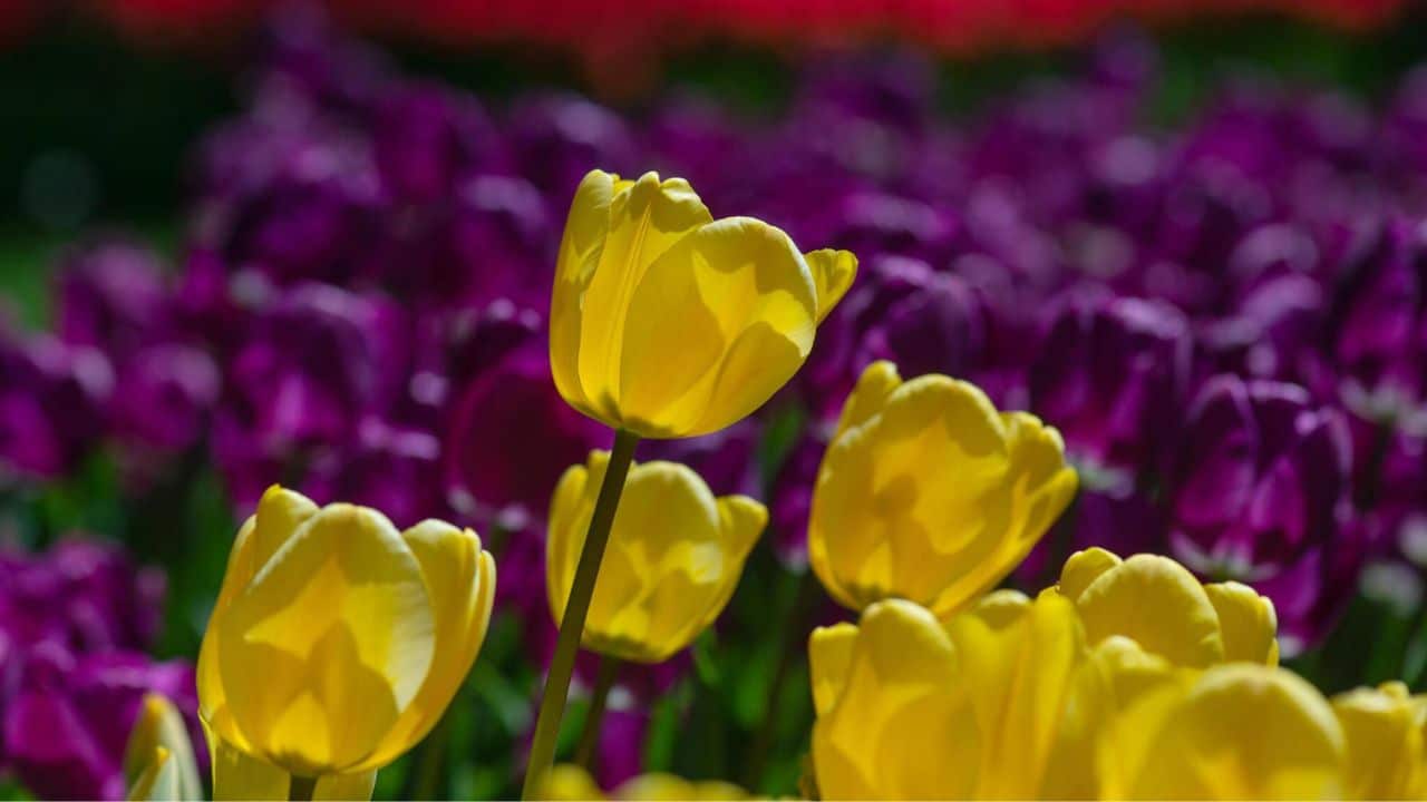 First Day of Spring 2024: What to Know About the Vernal Equinox ...