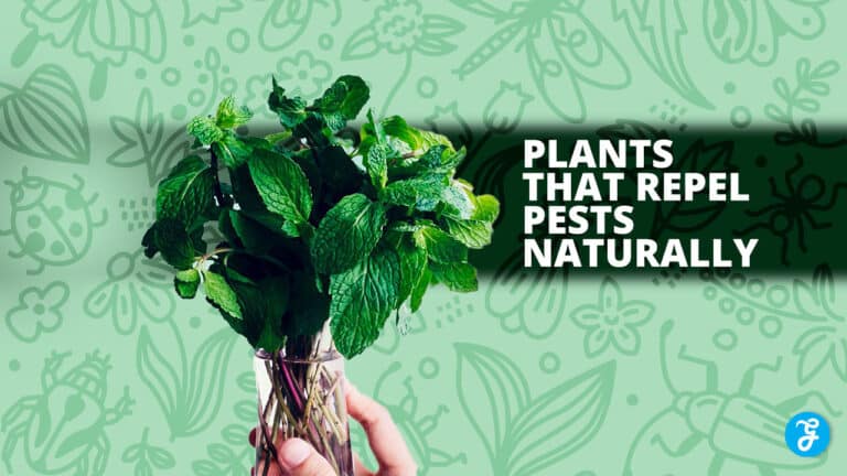 Top 10 Plants to Keep Pests Away Naturally | Editorialge