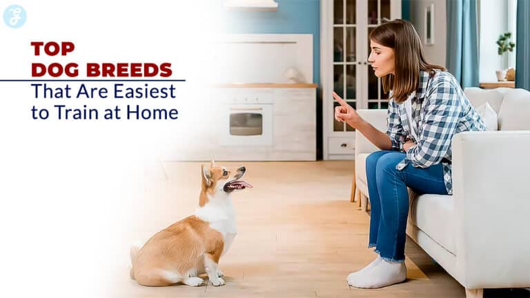The Easiest Dog Breeds to Train: Discover 10 Most Trainable Dogs for Home